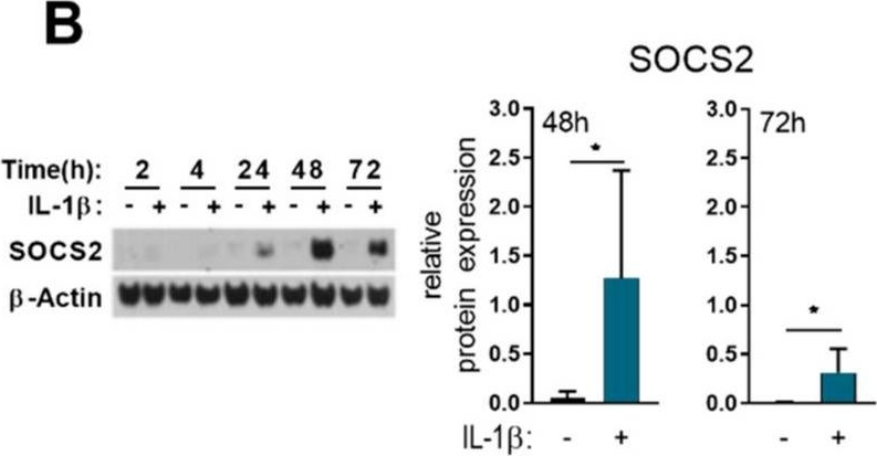 socs2 antibodies - Antibody search engine - CiteAb