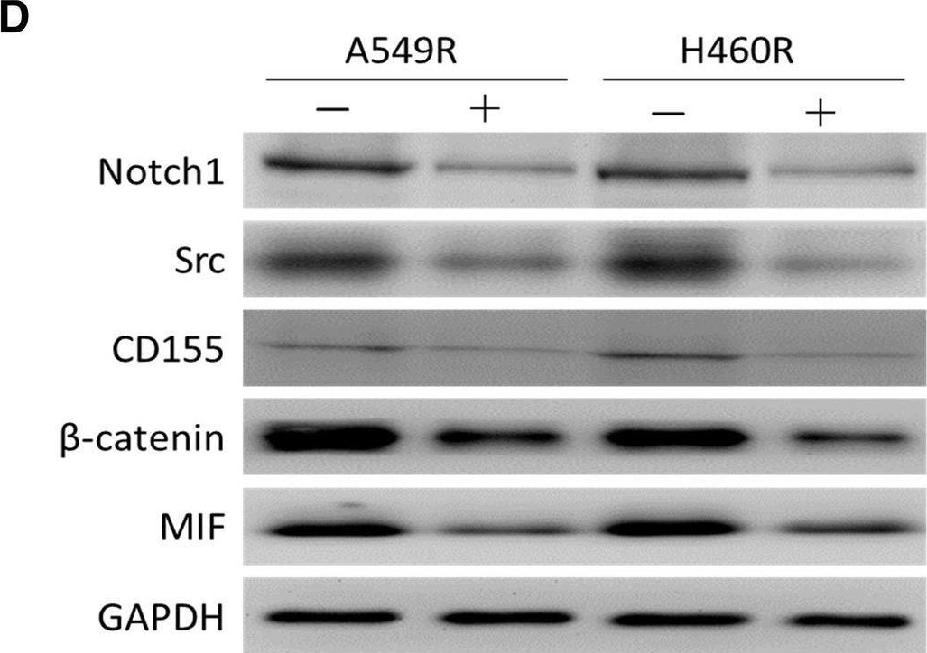 cd155 antibodies - Antibody search engine - CiteAb
