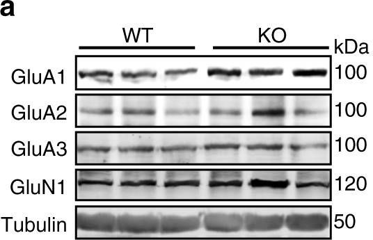 GluA2 antibodies - Antibody search engine - CiteAb