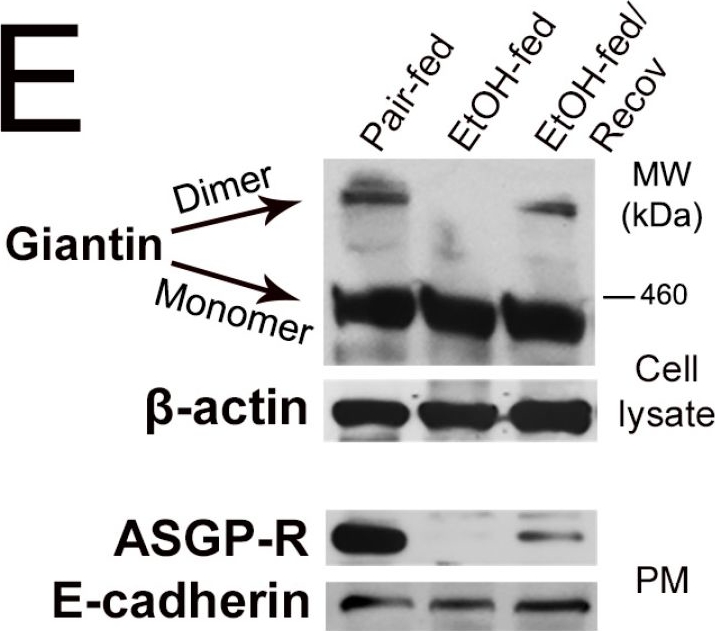 ASGR1 antibodies - Antibody search engine - CiteAb