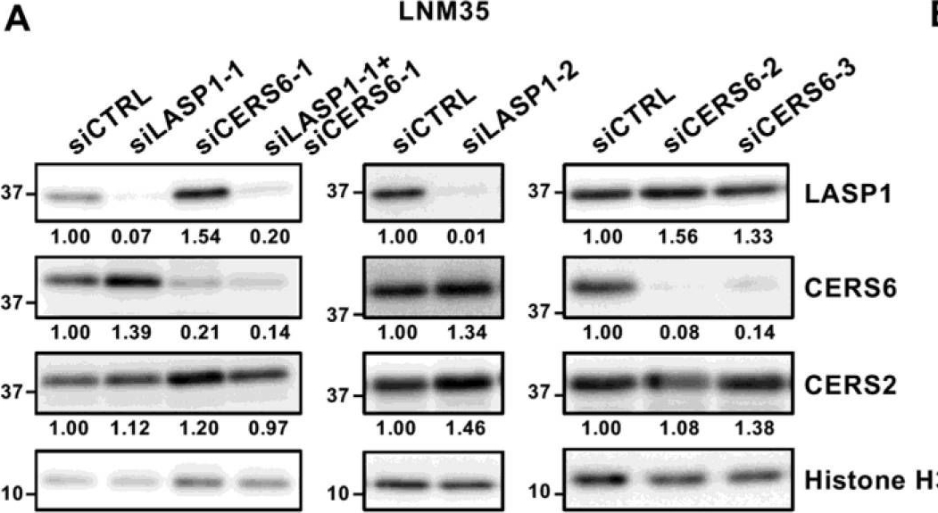 cers2 antibodies - Antibody search engine - CiteAb
