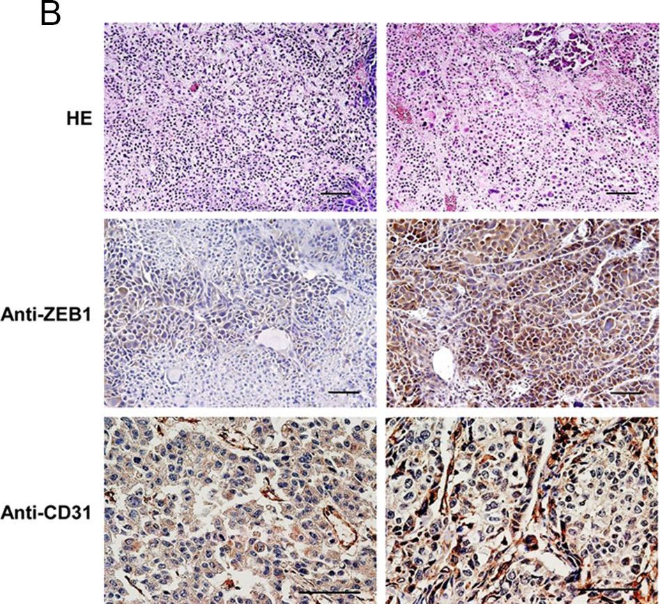 CD31 antibodies - Antibody search engine - CiteAb