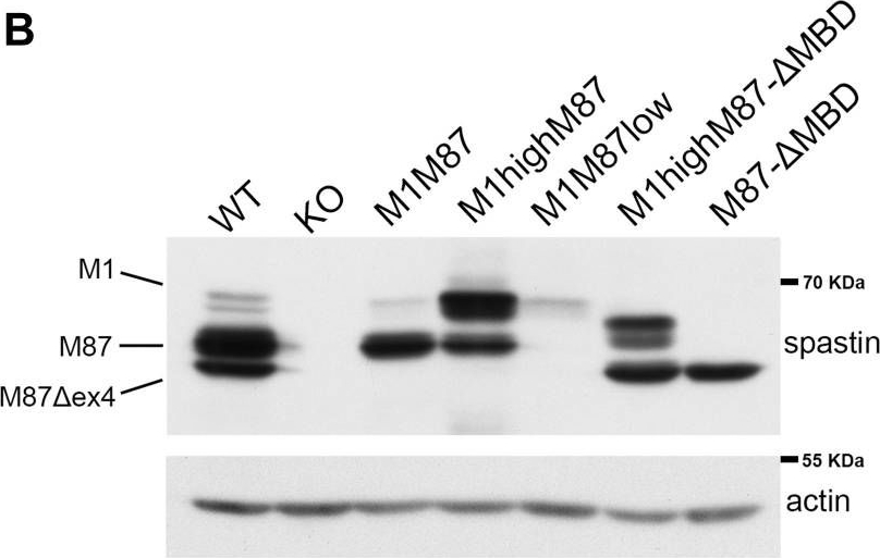 aSMA antibodies - Antibody search engine - CiteAb